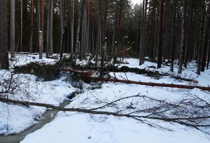 Varning för fallande träd - Sydnärkenytt