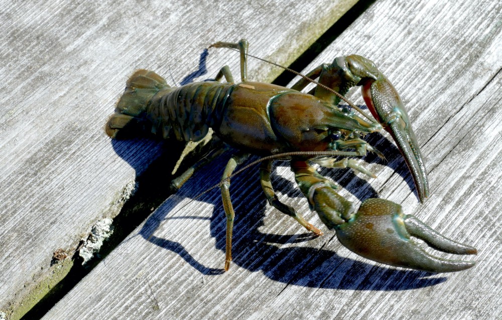 Vätterns guld kryper på sjöbotten - Sydnärkenytt